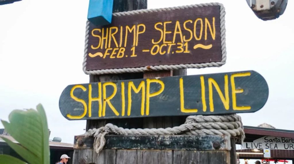 Shrimp Farming Problems and Proven Solutions for Success | Sort-Rite