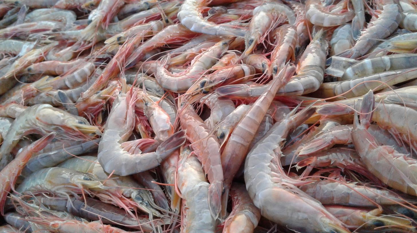 Best Practices for Shrimp Health Management in Aquaculture | Sort-Rite