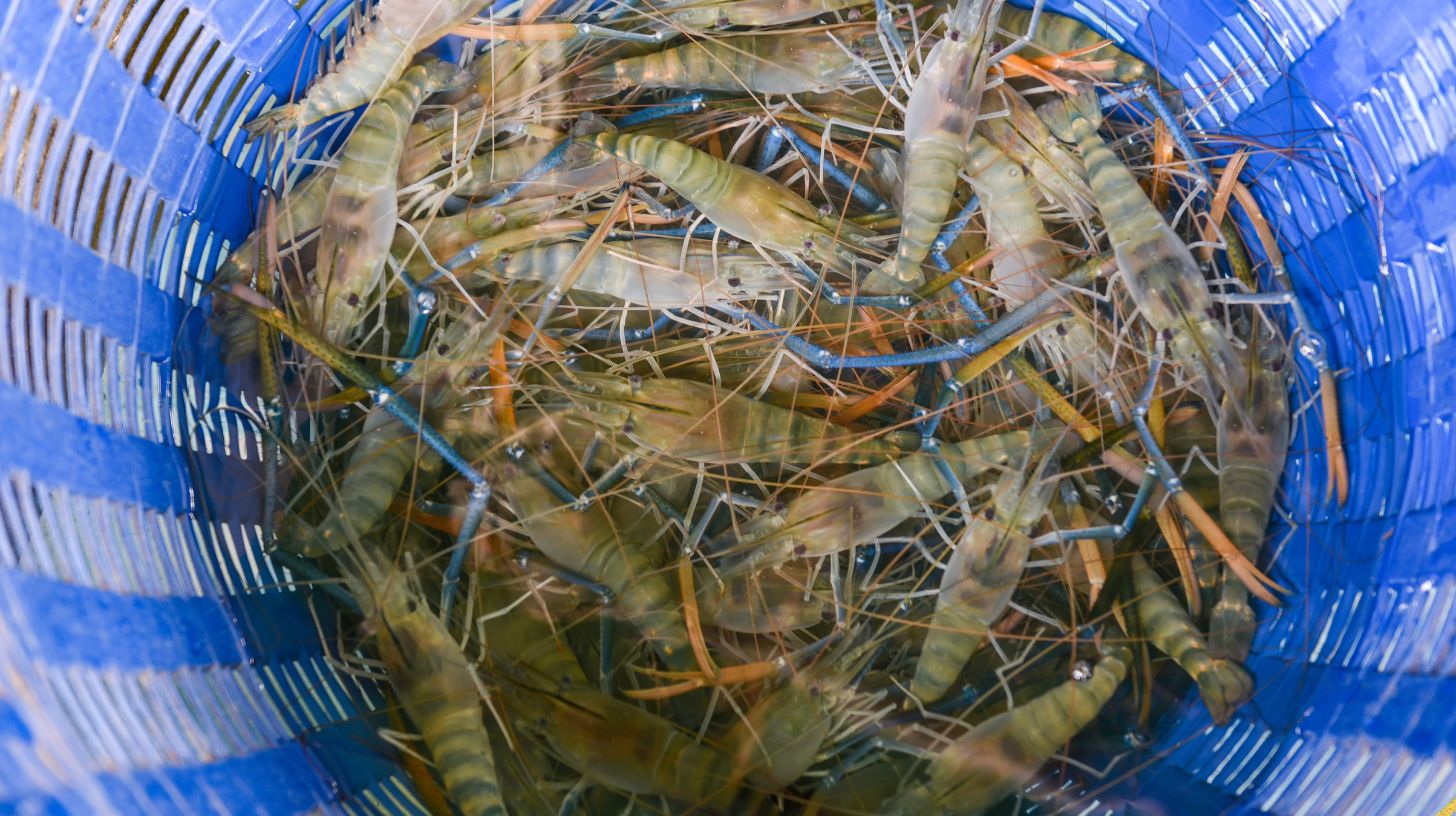 Indoor Shrimp Farming: Revolutionizing Urban Aquaculture | Sort-Rite
